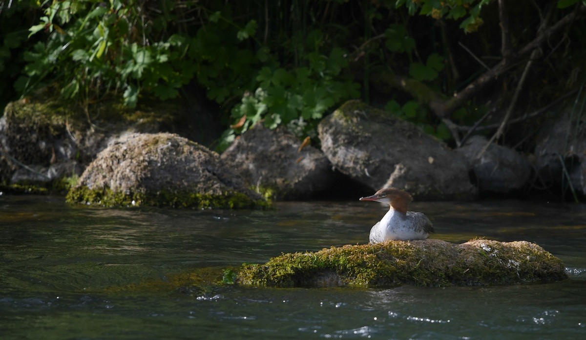 eBird Checklist - 7 Aug 2025 - Rogue River - McLeod to Trail - 30 ...