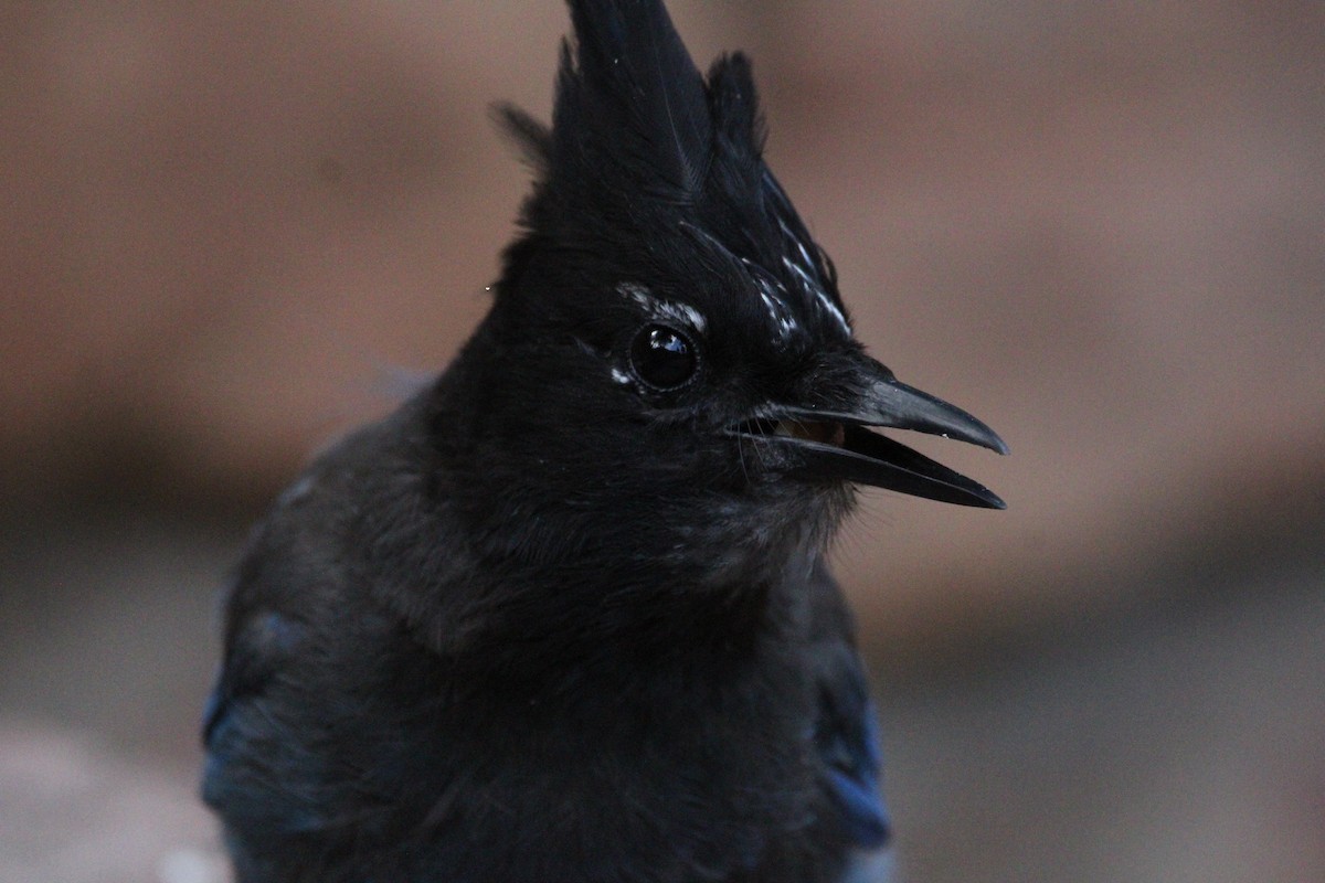 eBird Checklist - 15 Aug 2025 - Green Mountain Falls (town) - 24 species