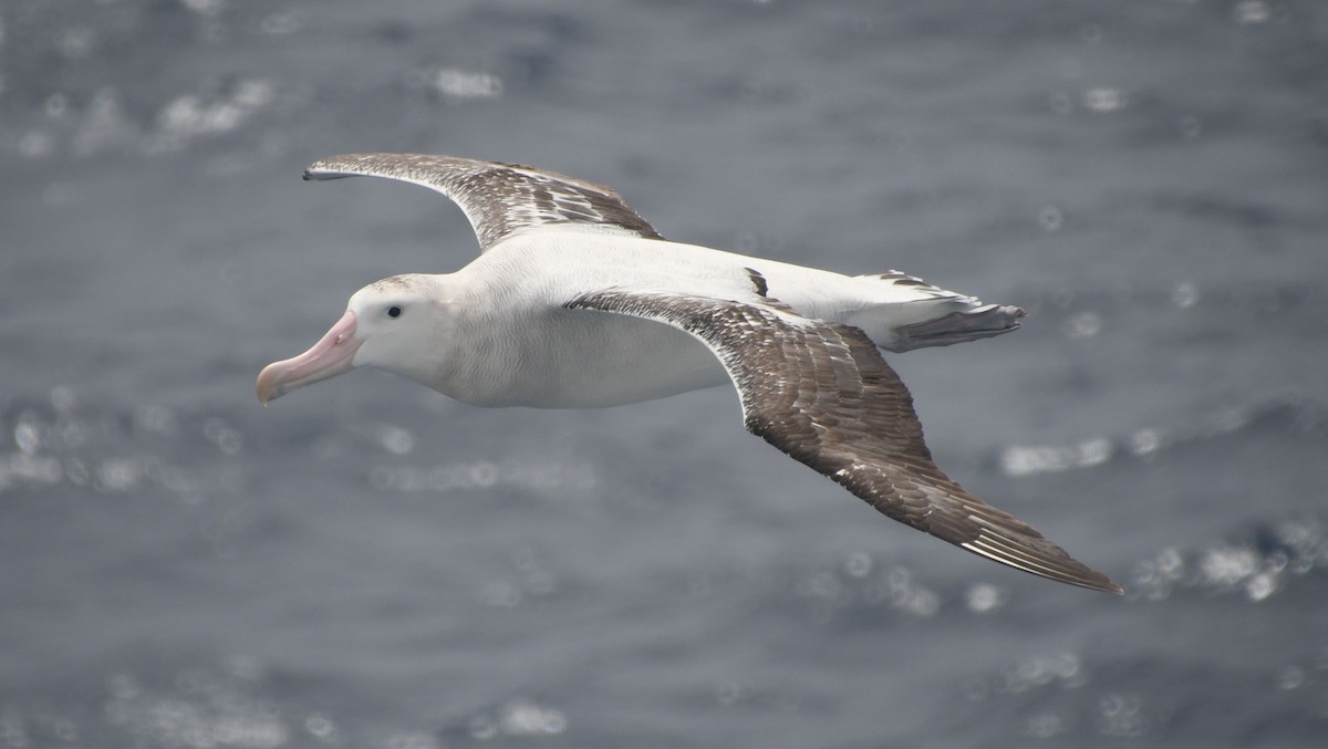 ML640356242 - Snowy Albatross - Macaulay Library