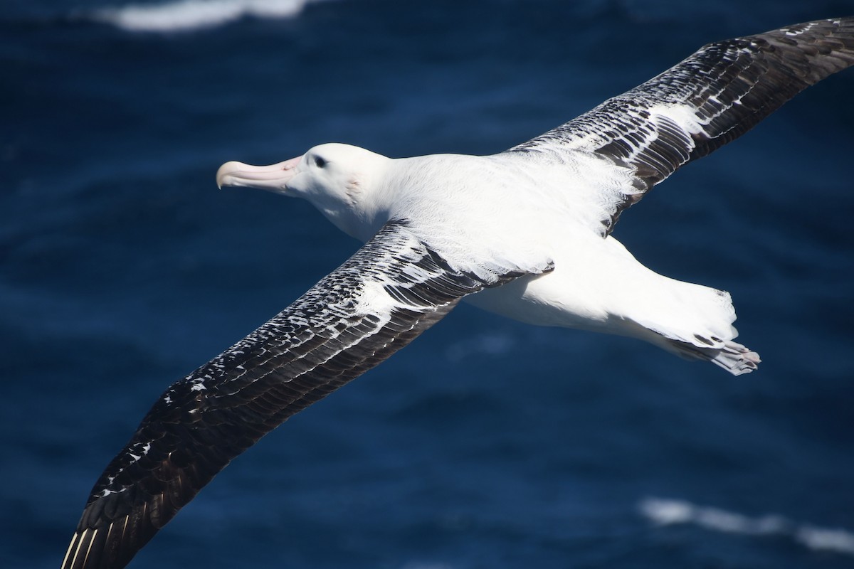 ML640356397 - Snowy Albatross - Macaulay Library