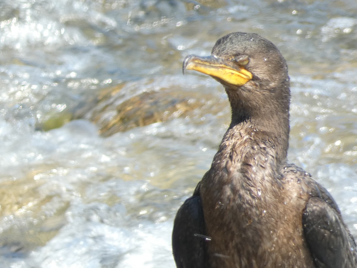 ML640357003 - Neotropic Cormorant - Macaulay Library