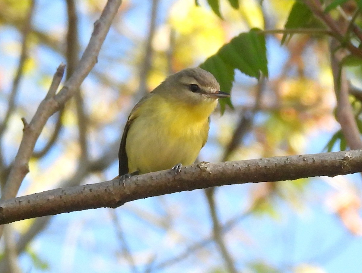 eBird Checklist - 16 May 2025 - 18722 Spears Rd, Gregory US-MI 42.48234 ...