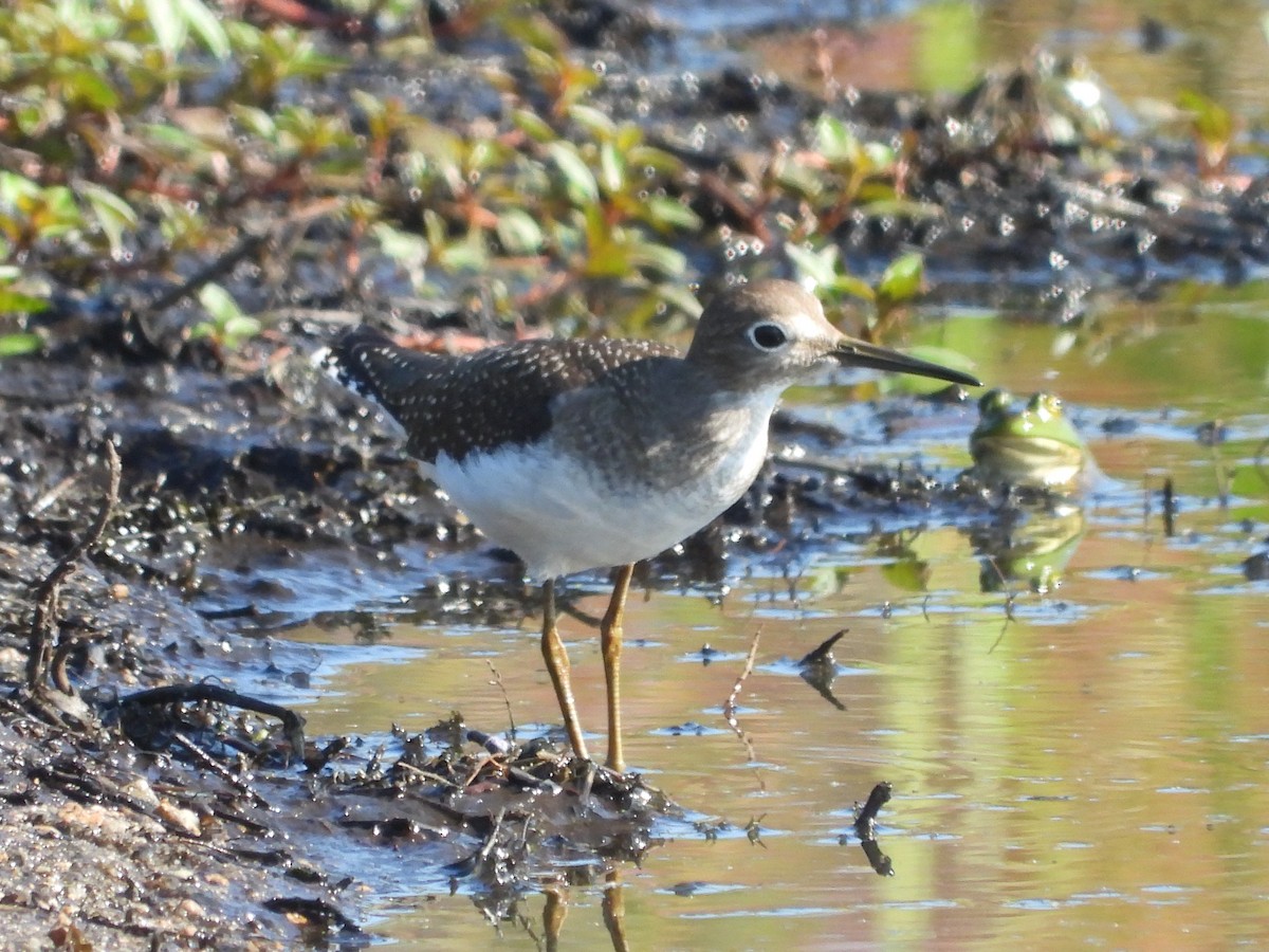 eBird Checklist - 16 Aug 2025 - Burrage Pond WMA - 9 species