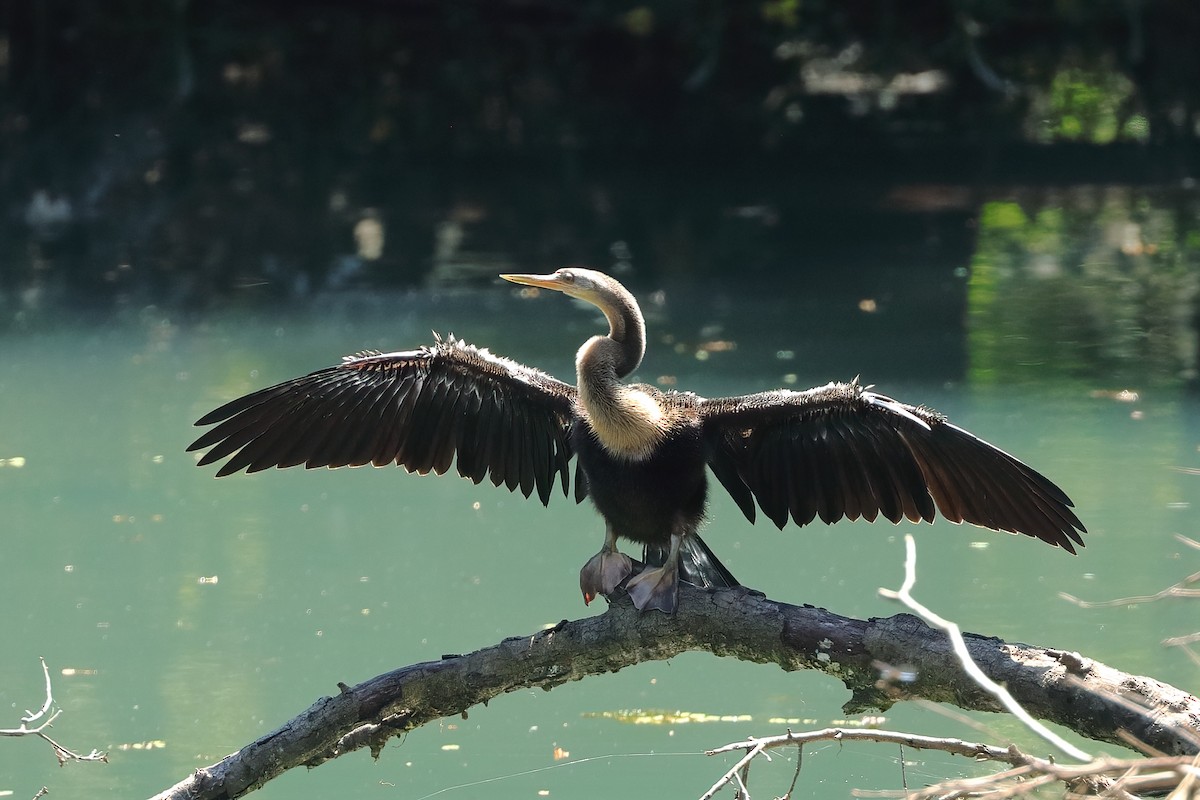 eBird Checklist - 16 Aug 2025 - Radium Springs Wildlife Viewing Area ...