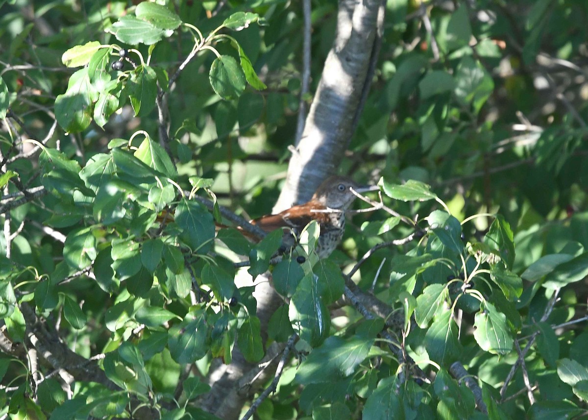 eBird Checklist - 15 Aug 2025 - Bob & Betty Cummings Memorial Park - 44 ...