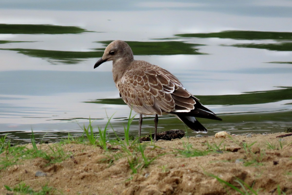 Pennsylvania Bird Atlas Checklist - 16 Aug 2025 - Blue Marsh Lake SRA ...