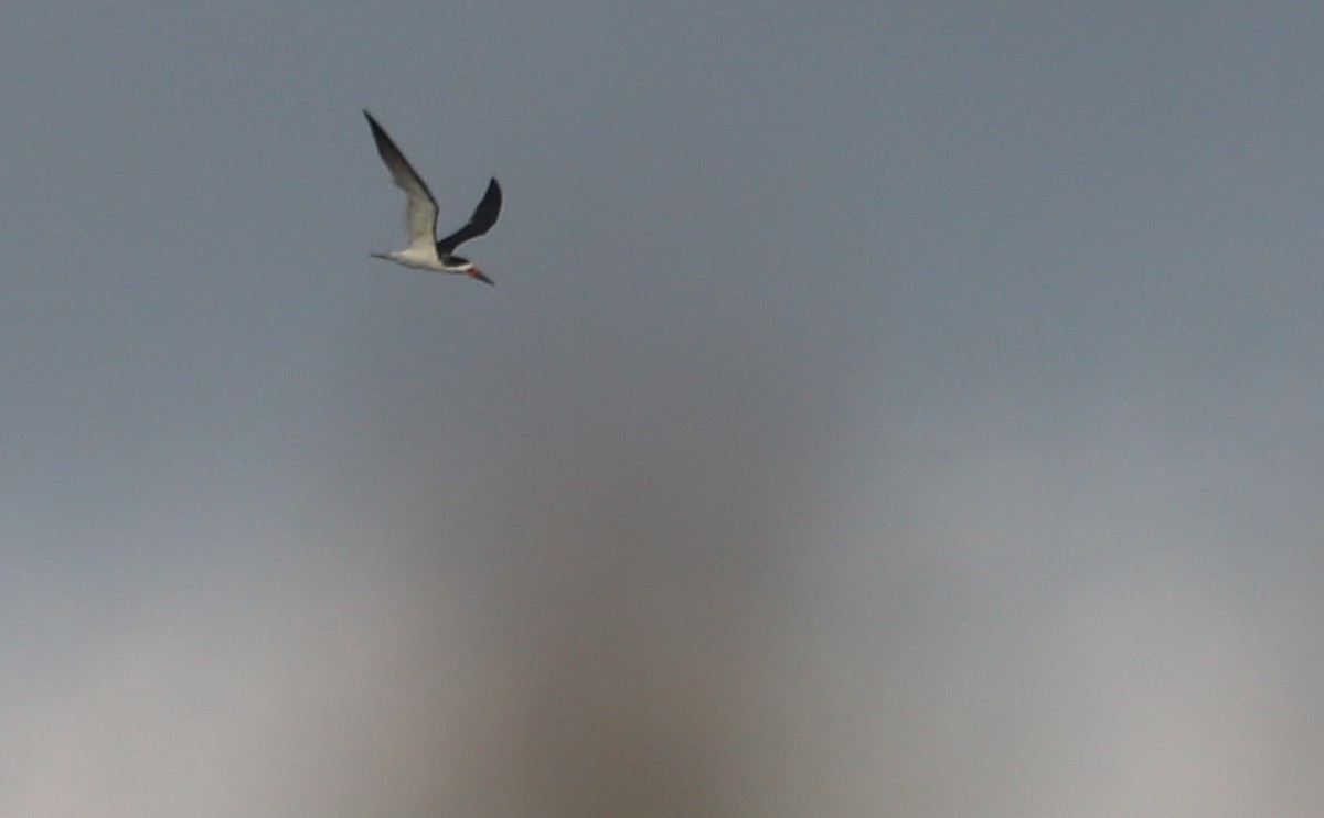 eBird Checklist - 16 Aug 2025 - **Back Bay NWR - 42 species (+2 other taxa)