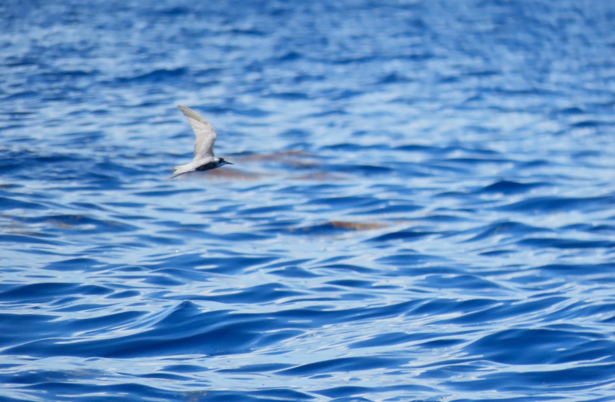 eBird Checklist - 16 Aug 2025 - Palm Beach Pelagics leg 4 8/16/25 - 6 ...