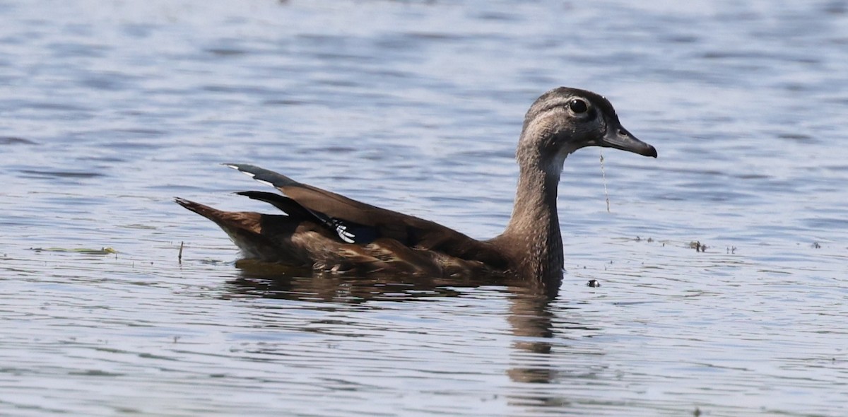 eBird Checklist - 16 Aug 2025 - Upper Lisle County Park - 70 species ...