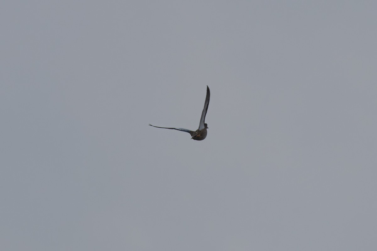 eBird Checklist - 14 Aug 2025 - **Back Bay NWR - 48 species