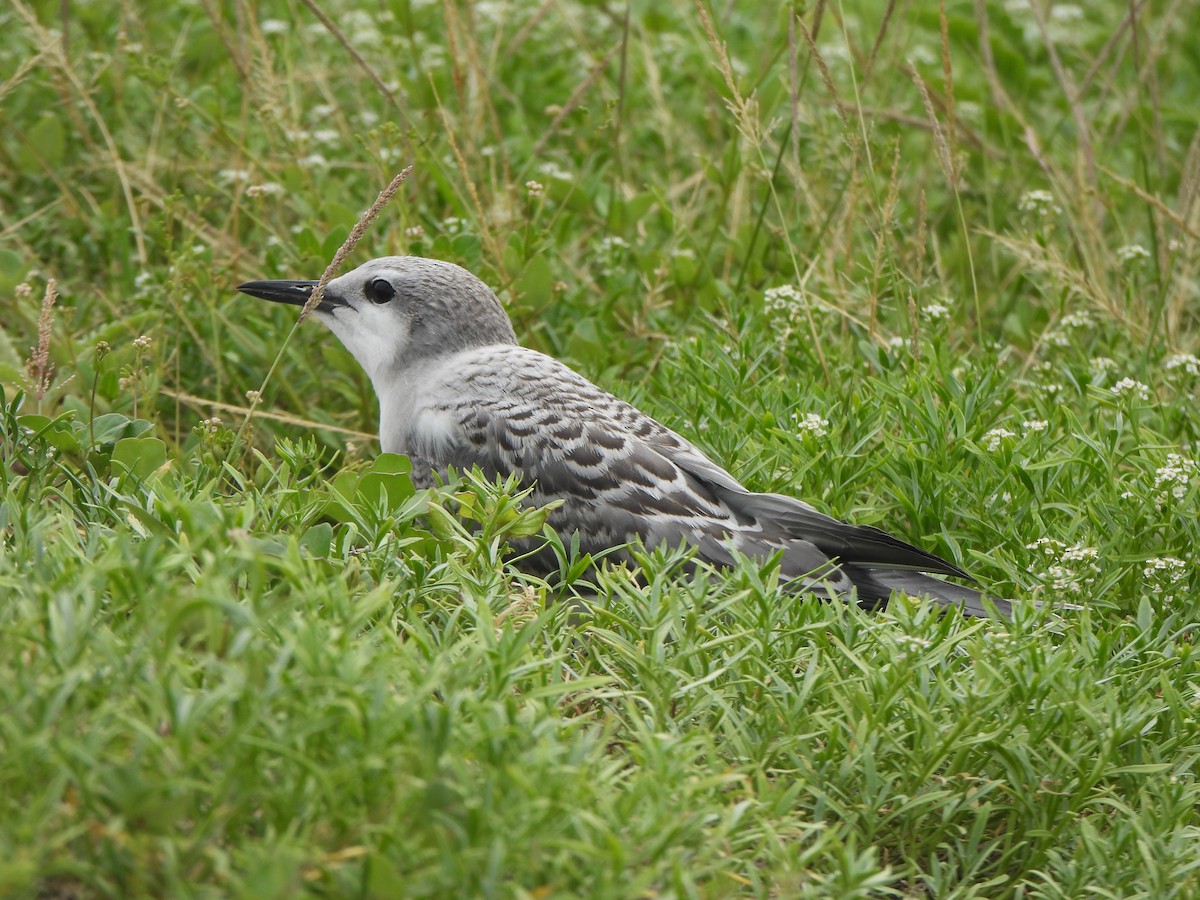 ML640389367 - Gray-backed Tern - Macaulay Library