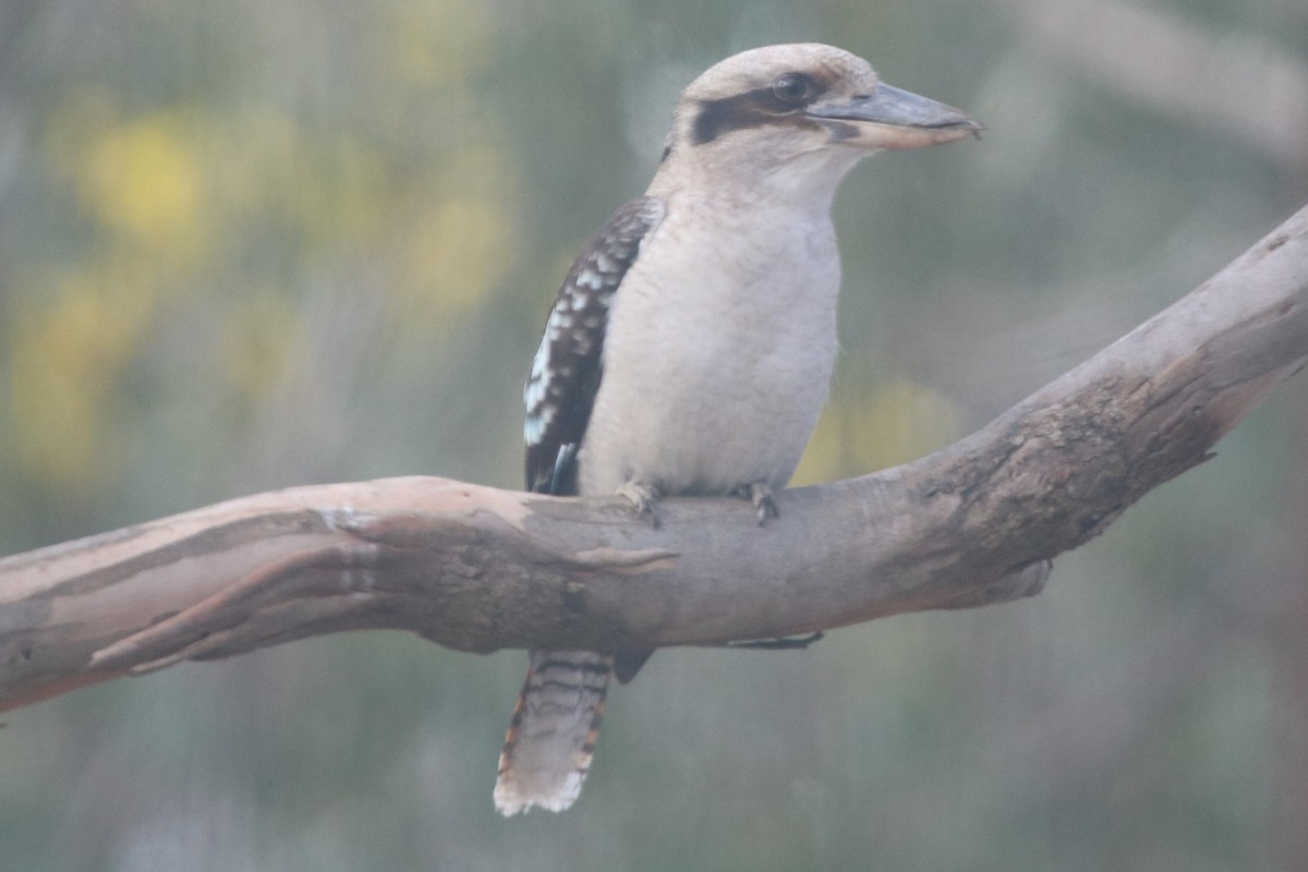 eBird Checklist - 17 Aug 2025 - Northern Memorial Park - 40 species