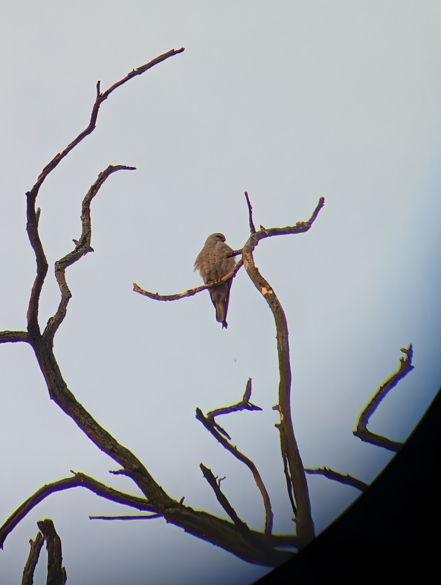 eBird Checklist - 17 Aug 2025 - Welsh Park, Rockville - 9 species