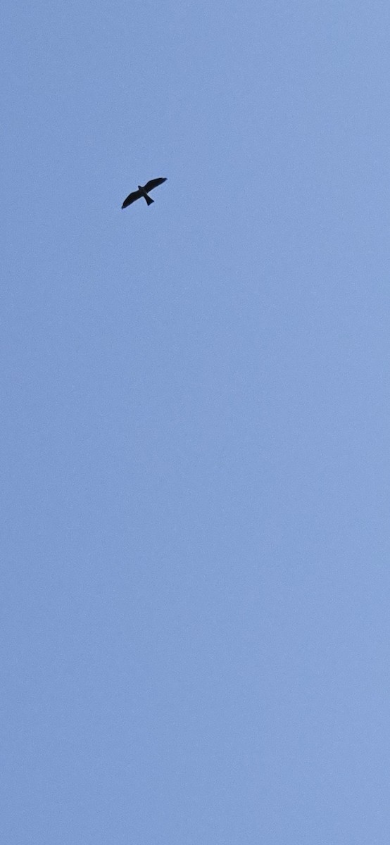 eBird Checklist - 17 Aug 2025 - SF Estates - 9 species