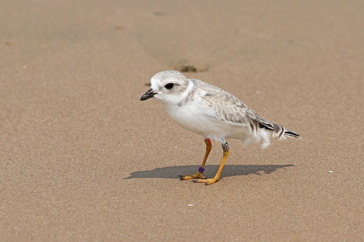 eBird Checklist - 31 Jul 2025 - Montrose Point Bird Sanctuary, Lincoln ...