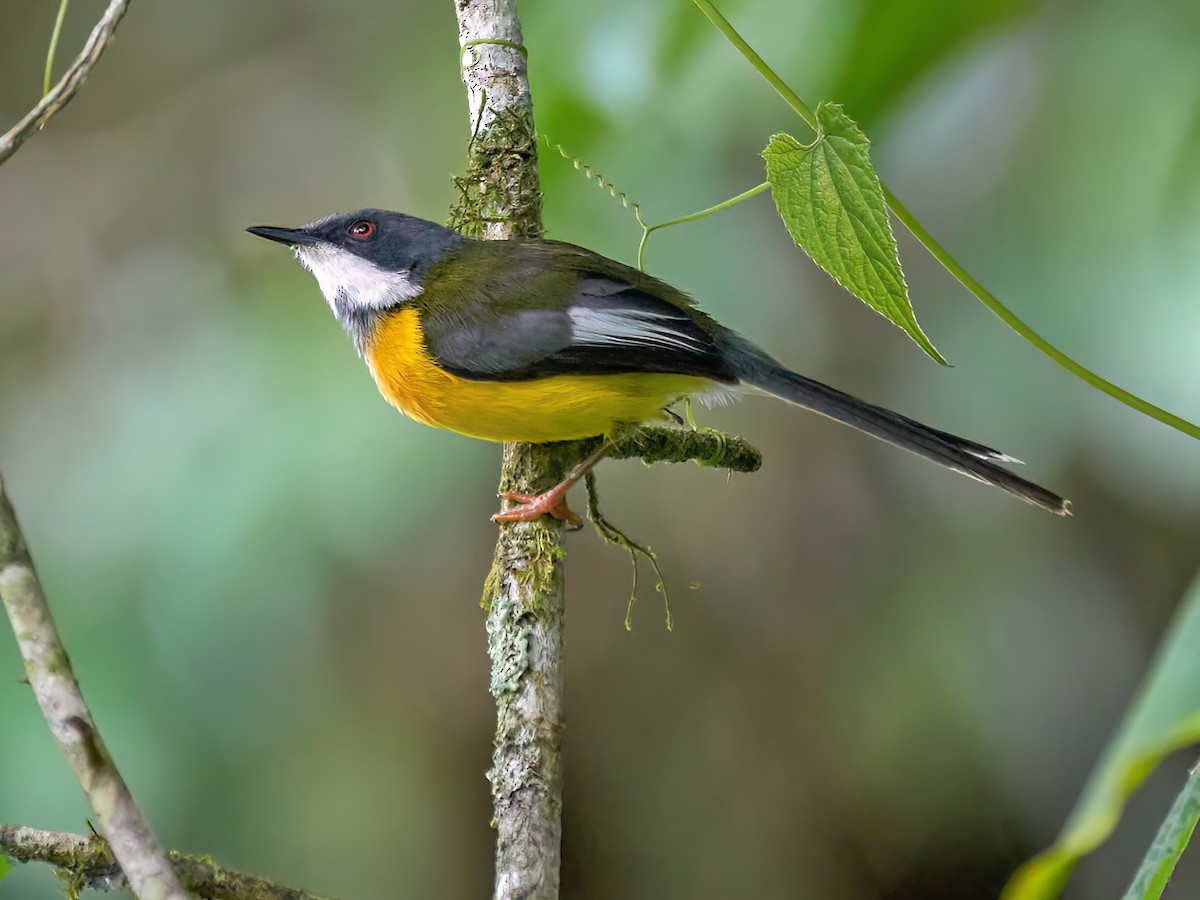 White-winged Apalis - Apalis chariessa - Birds of the World