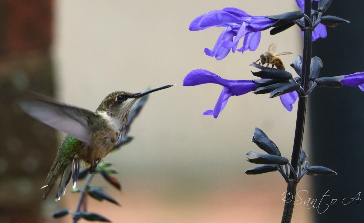 eBird Checklist - 17 Aug 2025 - Chicago Botanic Garden, Glencoe - 37 ...