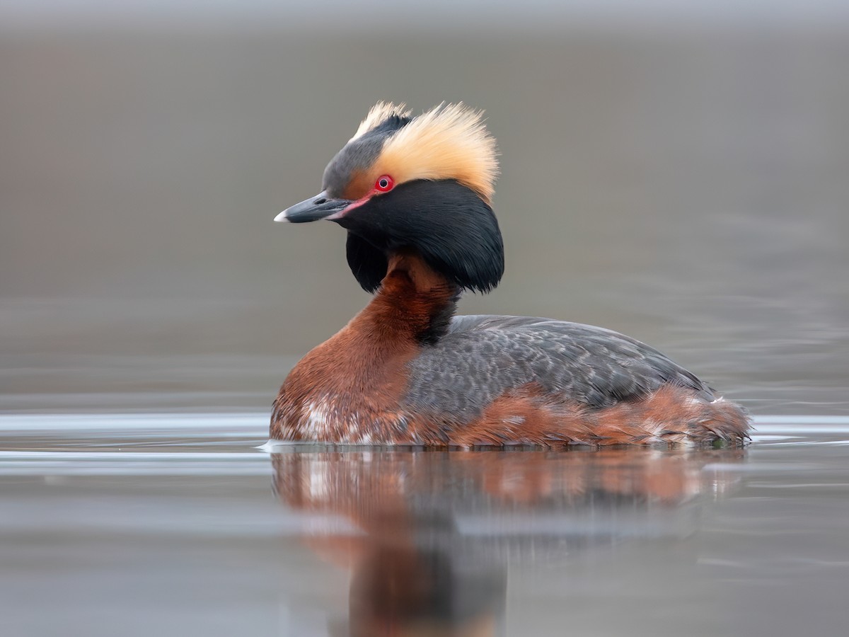 Horned Grebe - Podiceps auritus - Birds of the World