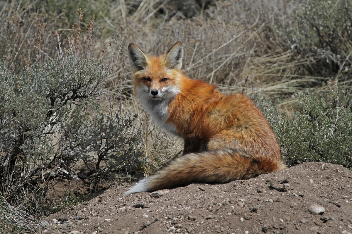 ML640431437 - Red Fox - Macaulay Library