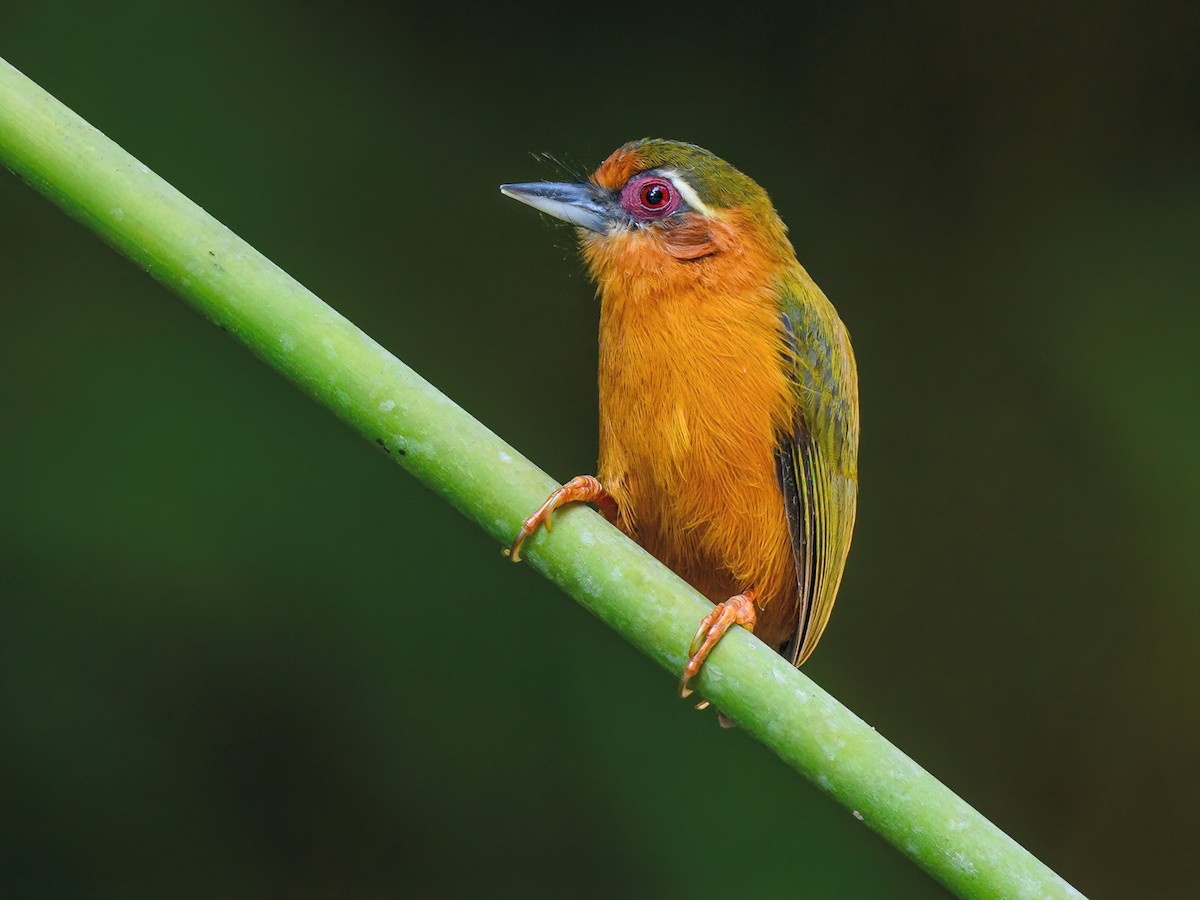 White-browed Piculet - Sasia ochracea - Birds of the World