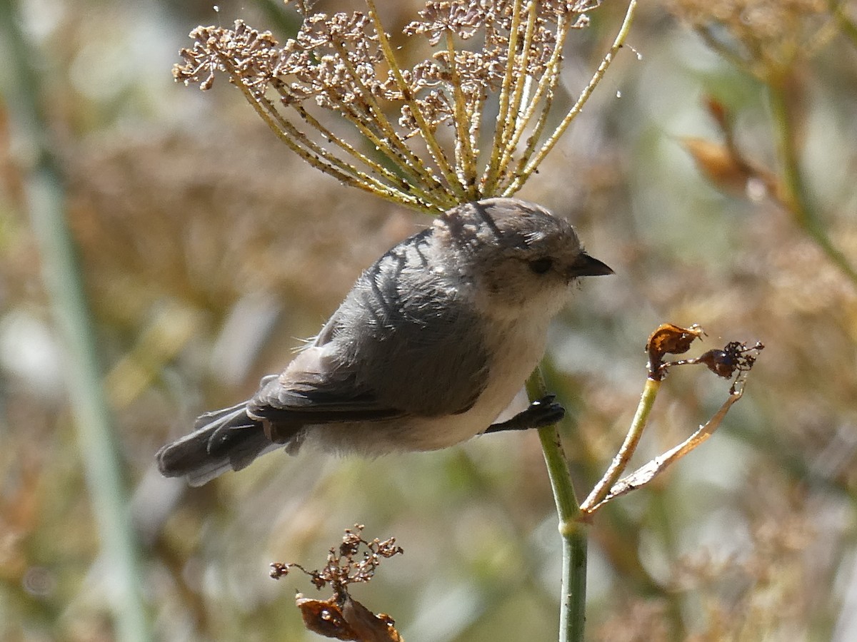 eBird Checklist - 17 Aug 2025 - American River Parkway behind condo ...
