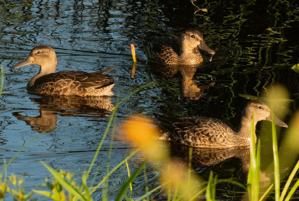 eBird Checklist - 17 Aug 2025 - Mine Sullivan - 35 species
