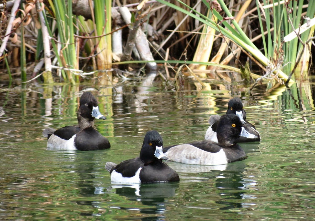 eBird Checklist - 22 Nov 2013 - Whitewater Preserve - 2 species
