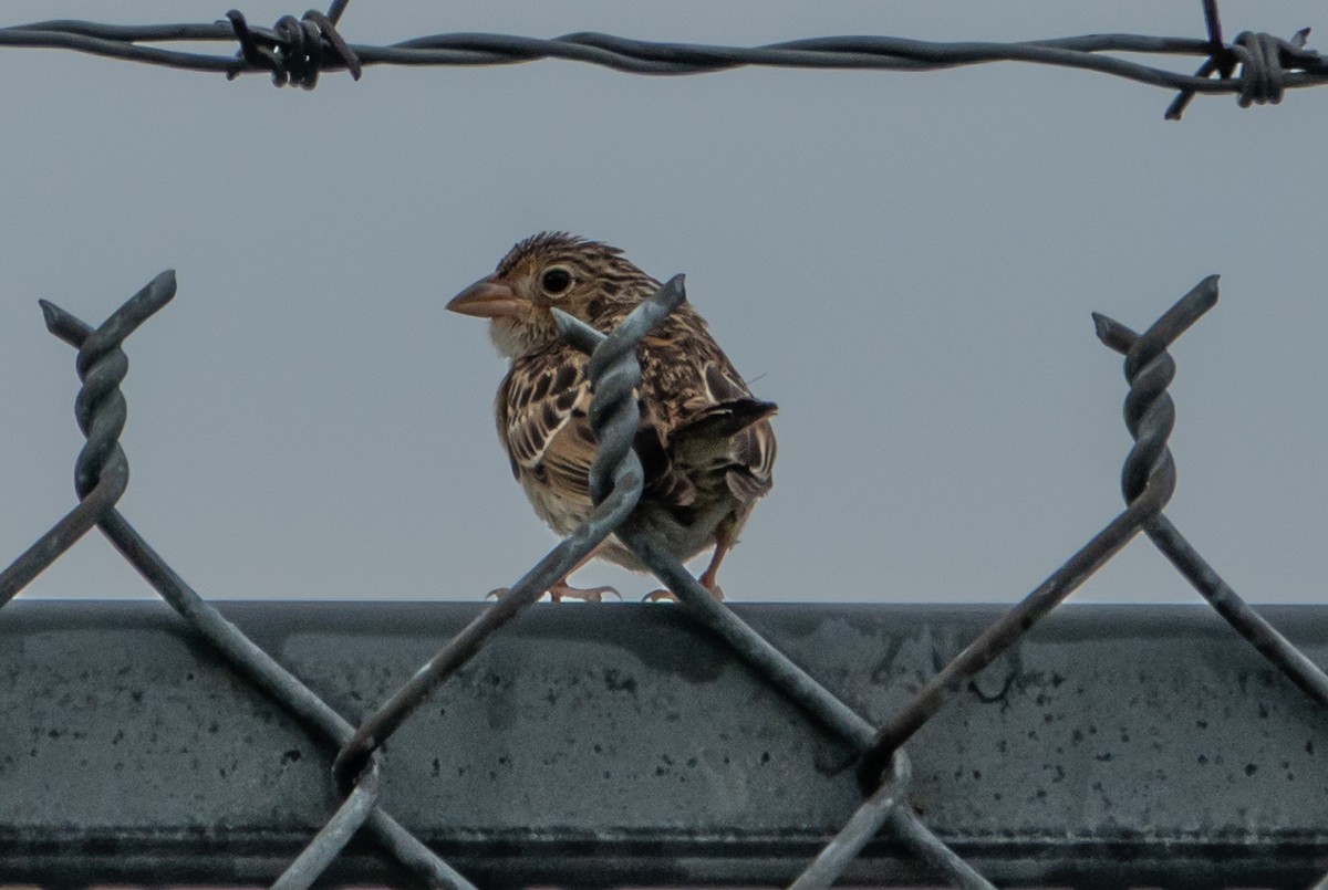 eBird Checklist - 17 Aug 2025 - Dunkirk Airport (DKK) - 23 species