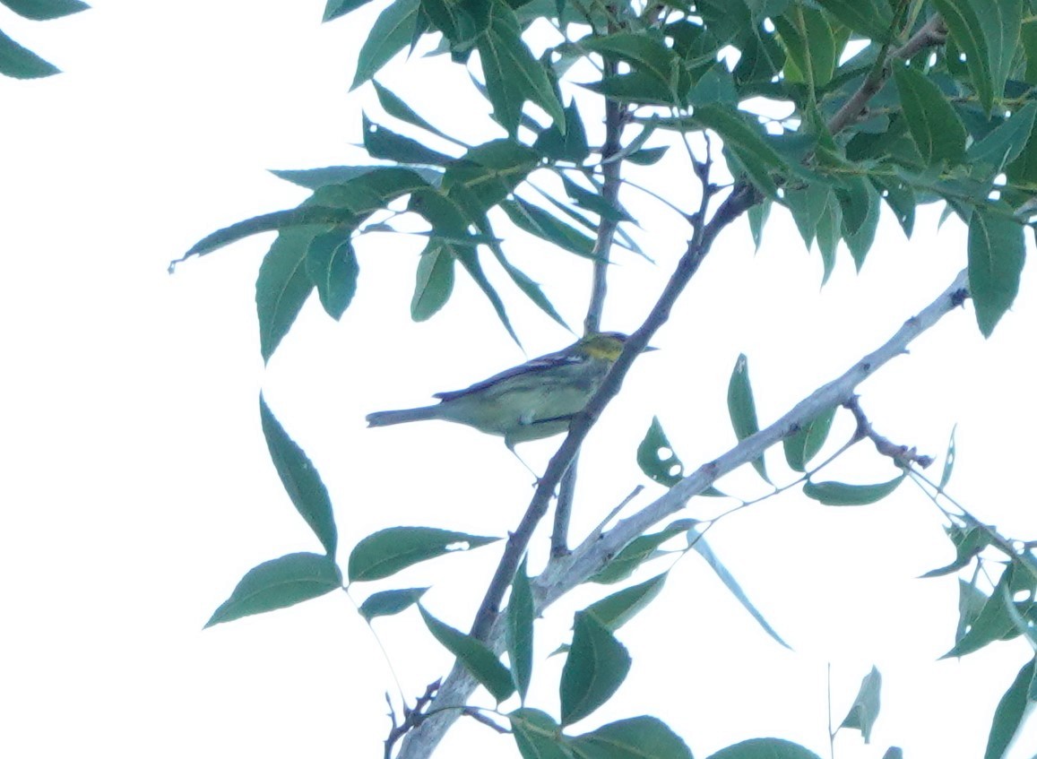 eBird Checklist - 17 Aug 2025 - Commons Ford Ranch Metro Park - 29 ...