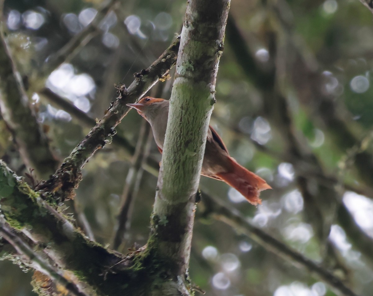 ML640443712 - Red-faced Spinetail - Macaulay Library