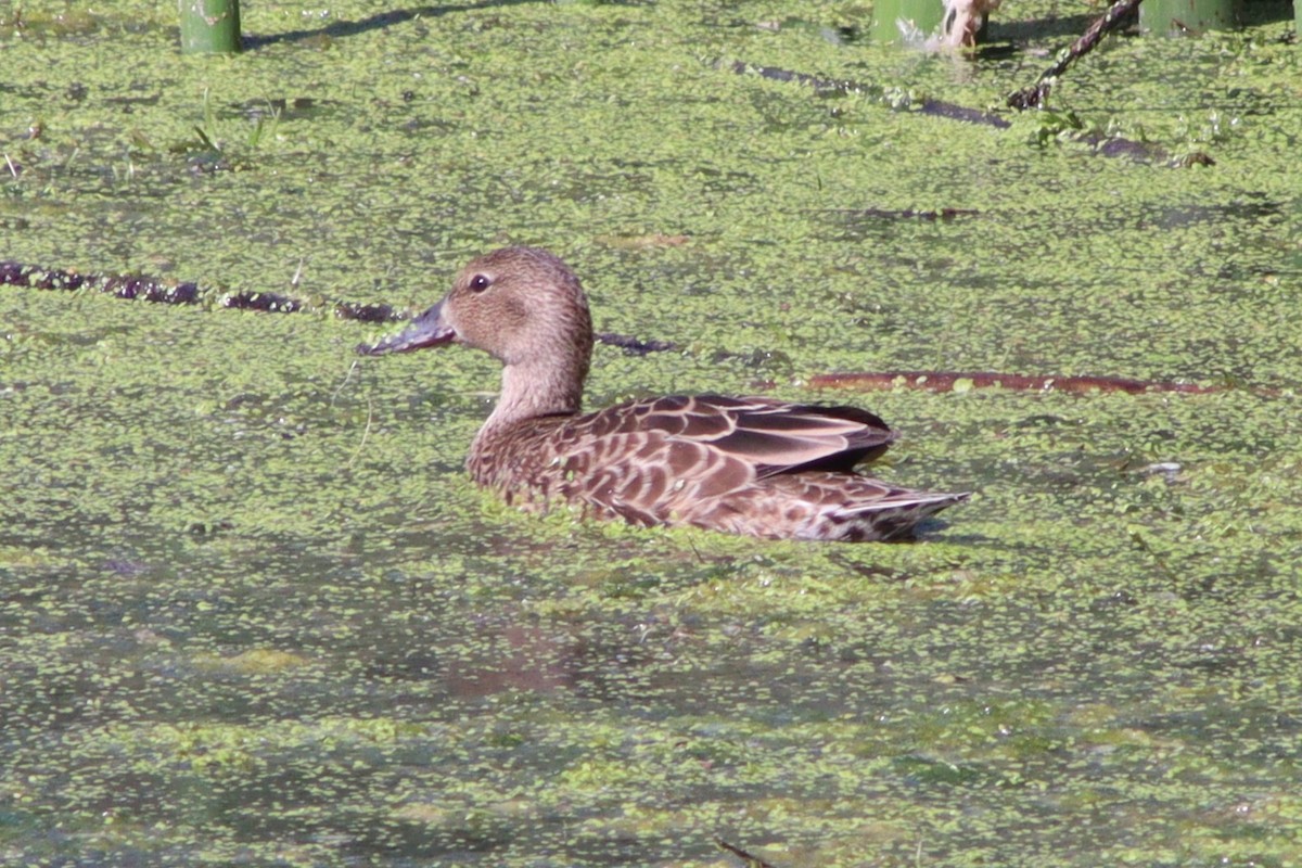 eBird Checklist - 11 Aug 2025 - Warehouse Beach Recreation Area - 20 ...