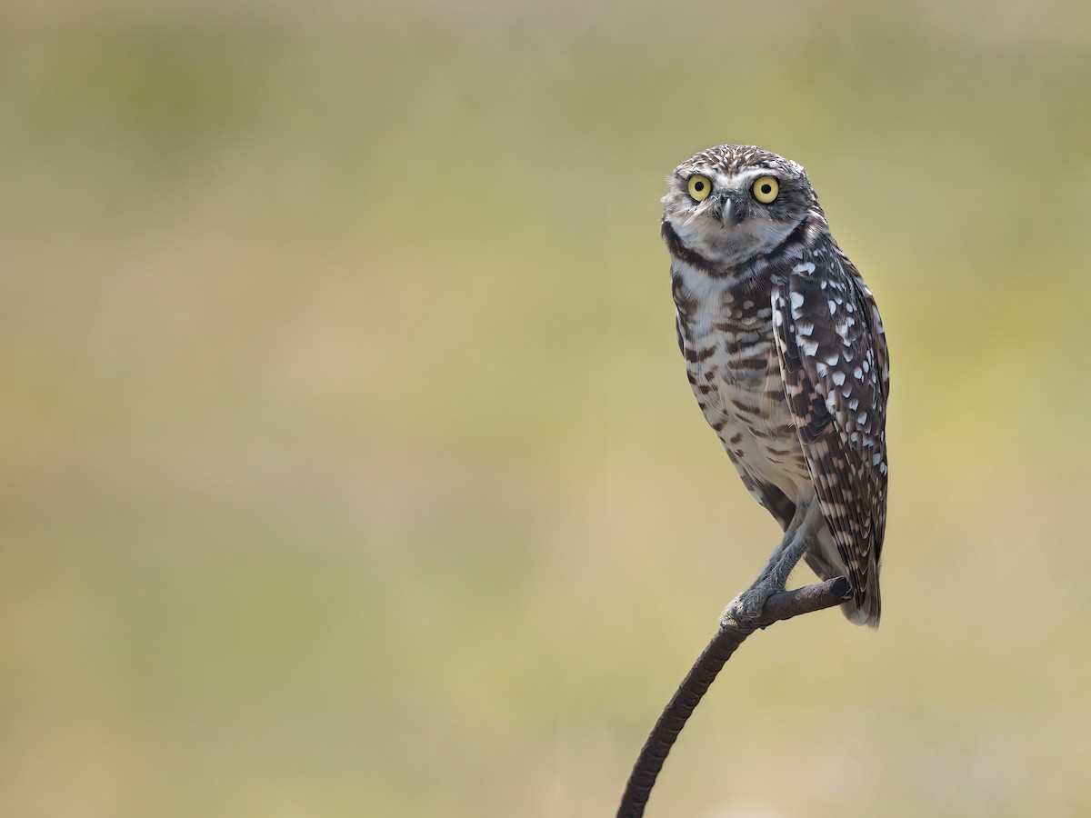 ML640447075 - Burrowing Owl - Macaulay Library