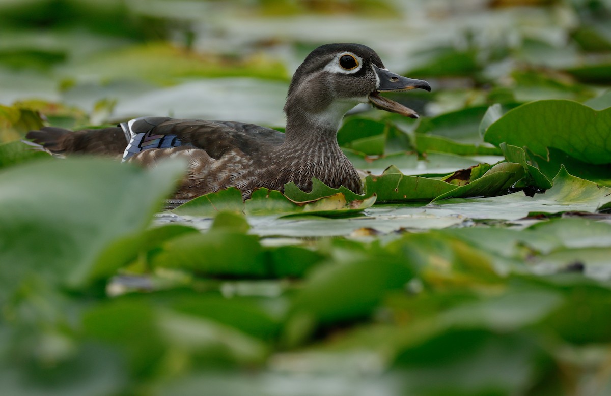 ML640449406 - Wood Duck - Macaulay Library
