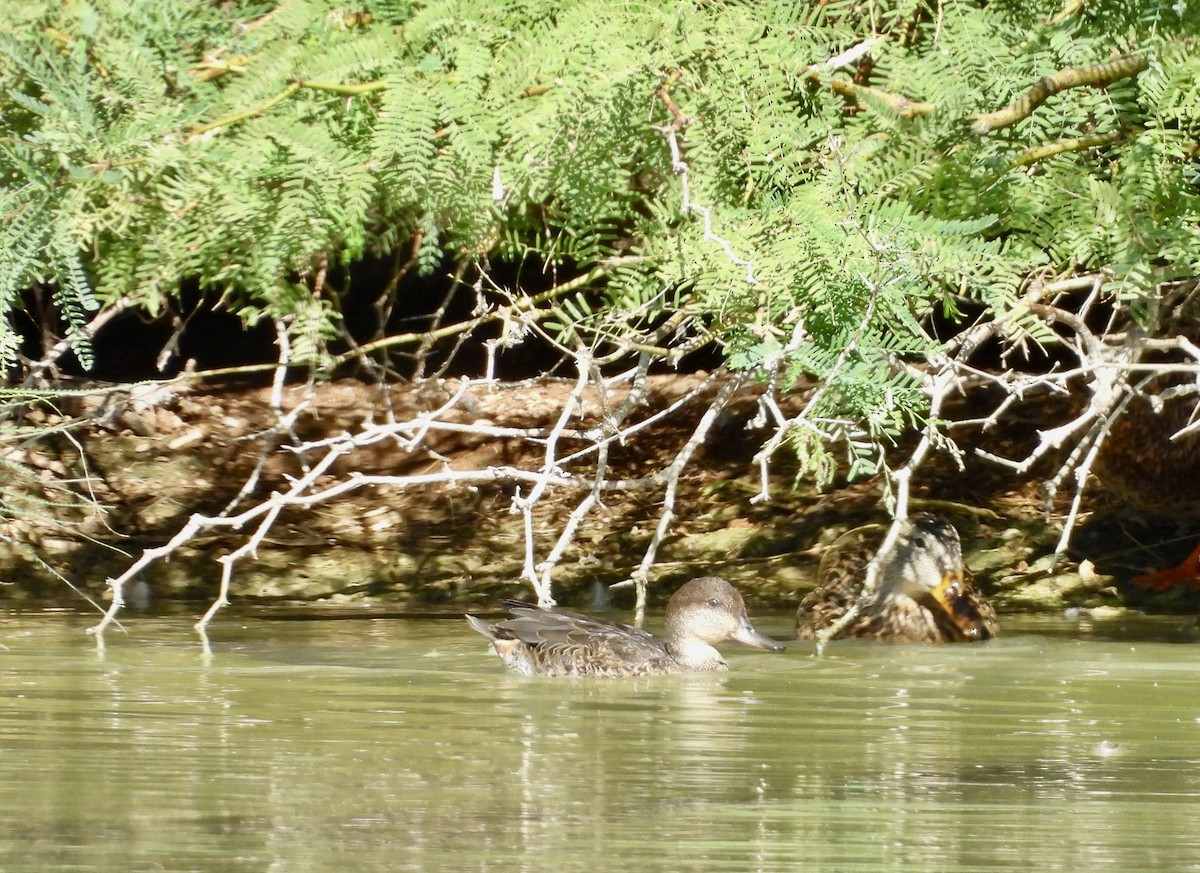 eBird Checklist - 17 Aug 2025 - Riparian Preserve at Gilbert Water ...