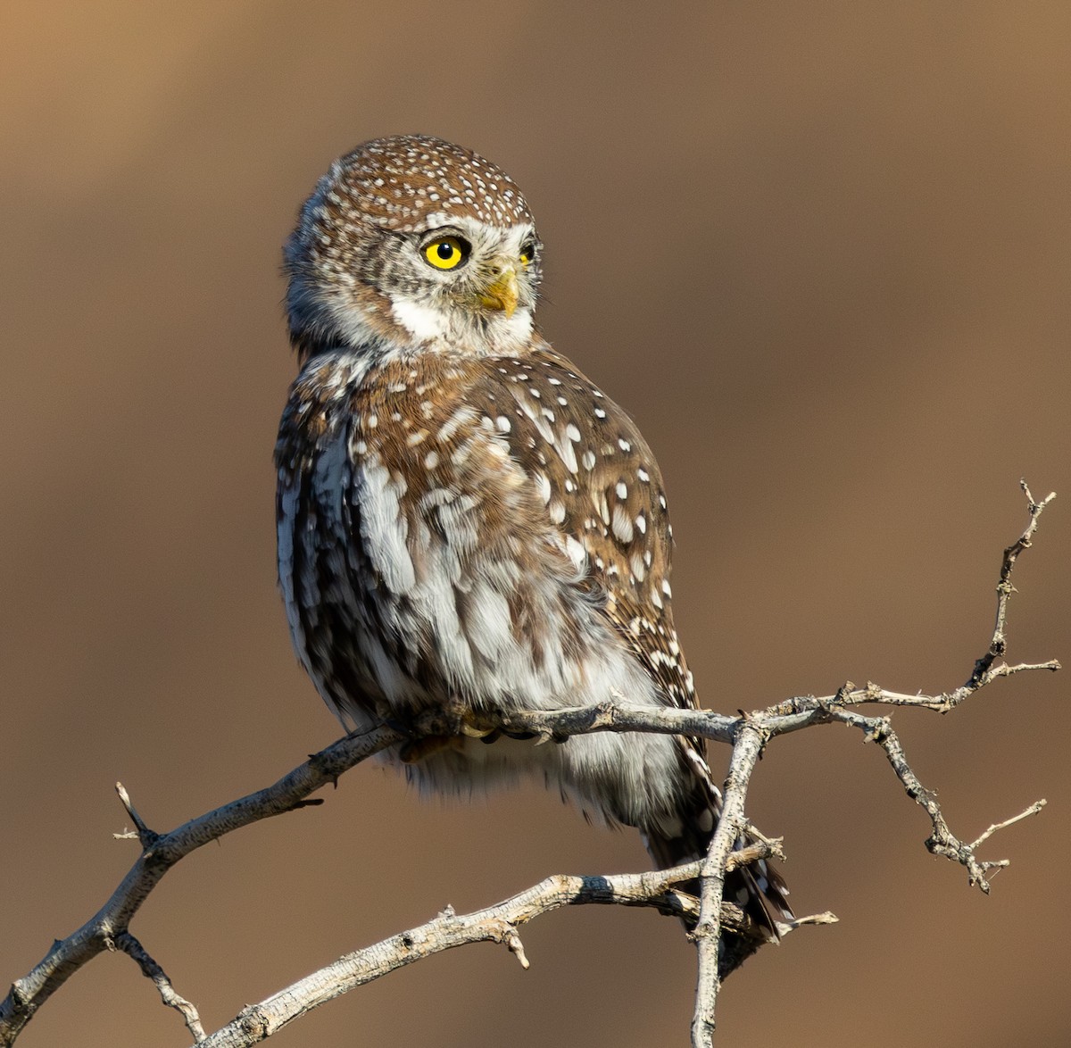 eBird Checklist - 9 Aug 2025 - Omandumba--Bush Camp - 38 species