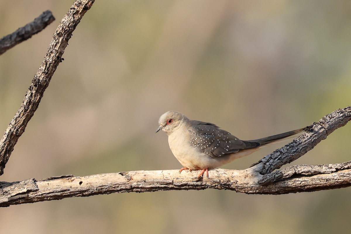 eBird Checklist - 17 Aug 2025 - Northern Shrike-Tit Land! - 41 species