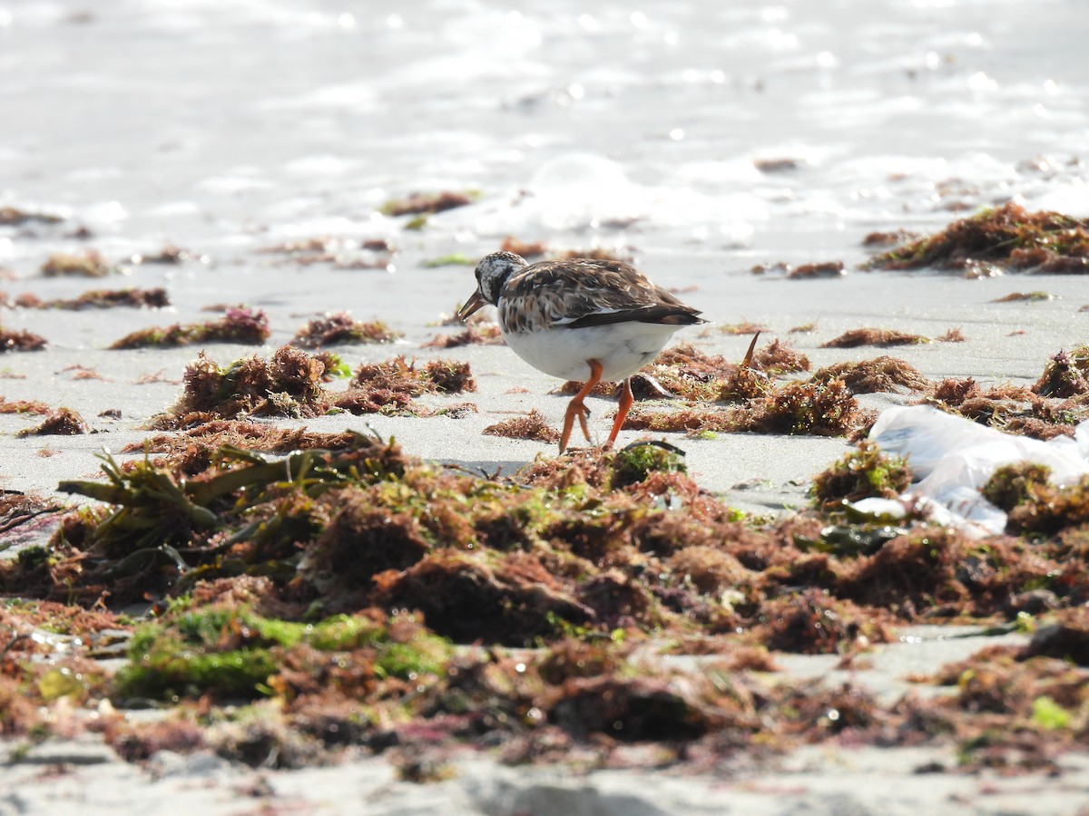 eBird Checklist - 17 Aug 2025 - Biddeford Pool--Beach and Trails - 25 ...