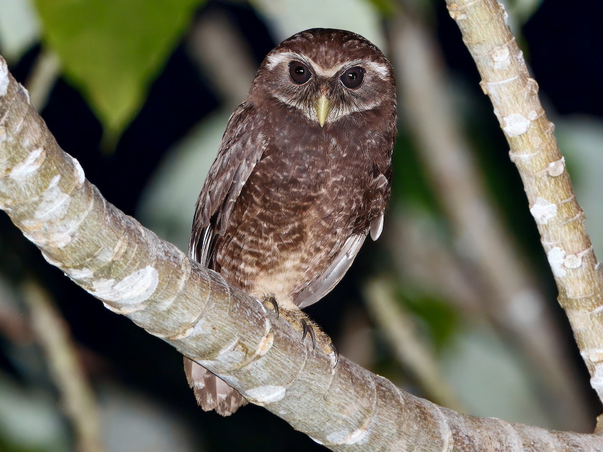 Malaita Owl - Athene malaitae - Birds of the World