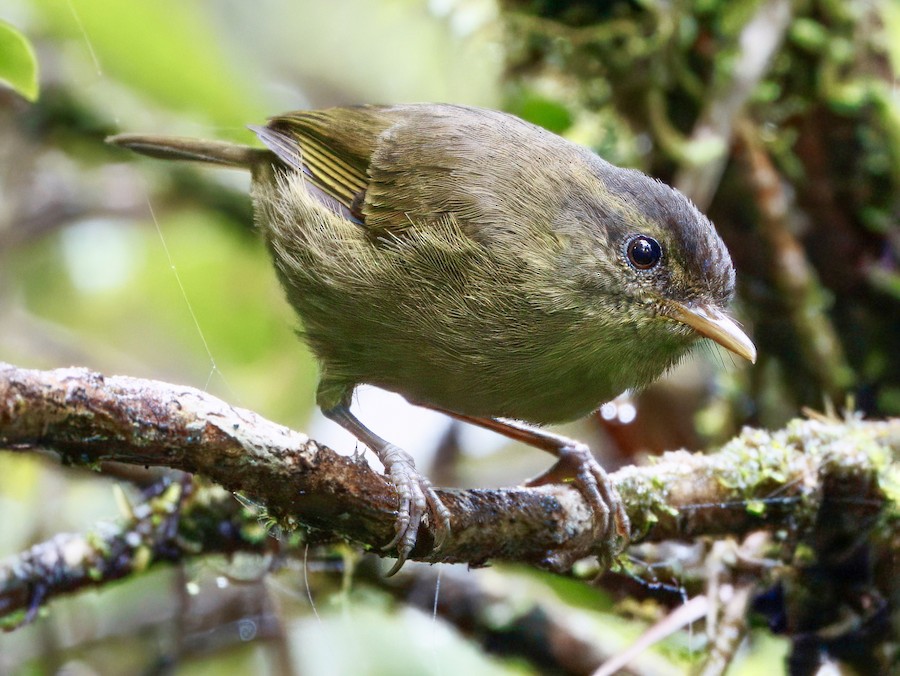 Kolombangara Leaf Warbler - eBird