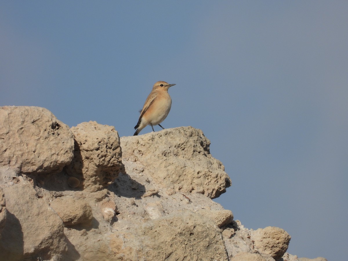 ML640466758 - Isabelline Wheatear - Macaulay Library