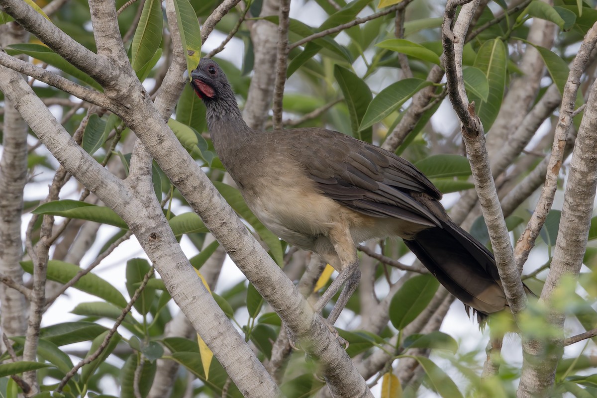 eBird Checklist - 5 May 2025 - Carretera Las Cruces - Arriaga, Arriaga ...