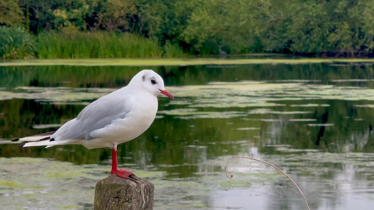 eBird Checklist - 16 Aug 2025 - Attenborough Nature Centre and NWT NR ...