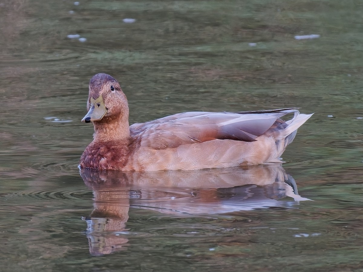 eBird Checklist - 18 Aug 2025 - Riparian Preserve at Gilbert Water ...