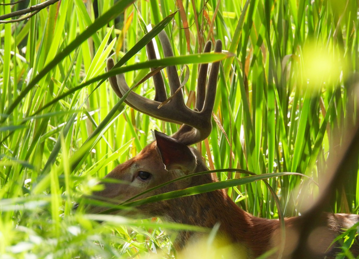 ML640487222 - White-tailed Deer - Macaulay Library