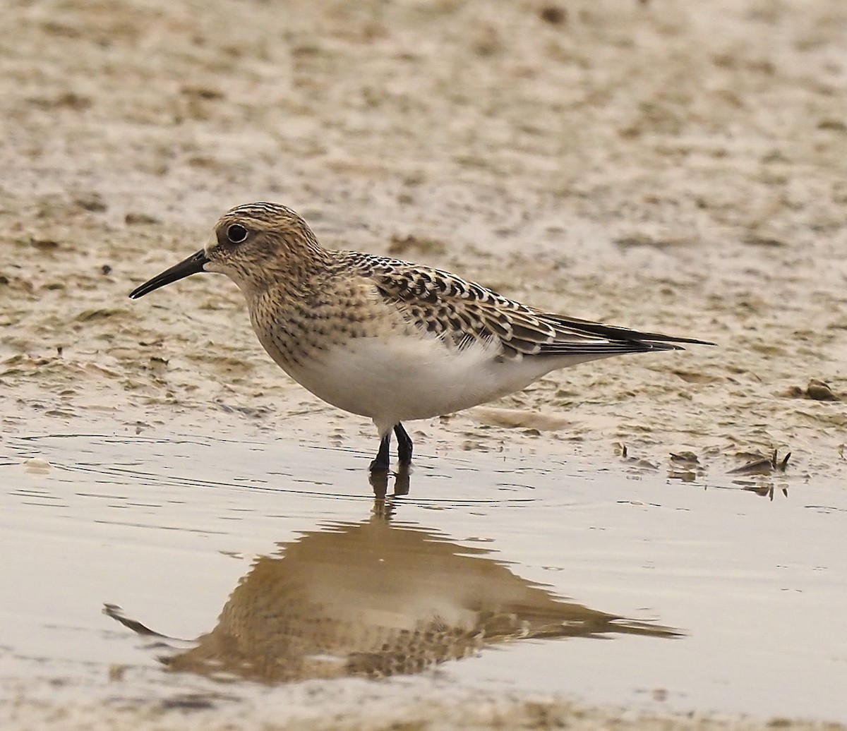 Pennsylvania Bird Atlas Checklist - 18 Aug 2025 - Brethren Church Road ...