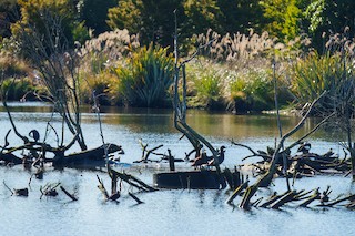 Christchurch--Lake Kate Sheppard, Christchurch City, Canterbury, New ...