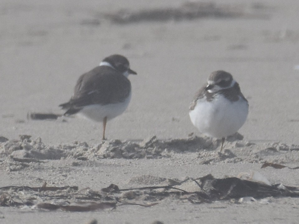 eBird Checklist - 16 Aug 2025 - North Spit--Weyco Settling Pond--Beach ...