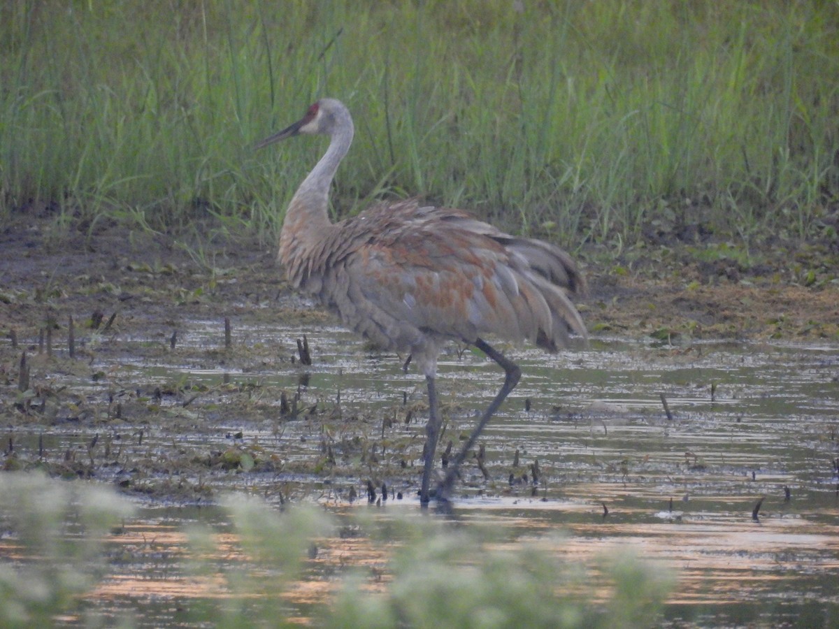 eBird Checklist - 18 Aug 2025 - Illinois Beach SP--North Unit/Camp ...