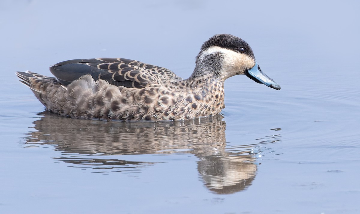 eBird Checklist - 19 Aug 2023 - Marievale Bird Sanctuary - 60 species