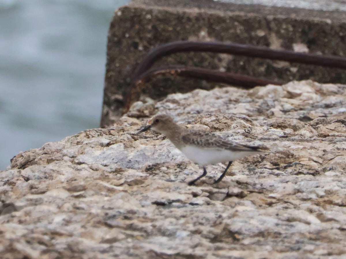 eBird Checklist - 19 Aug 2025 - Montrose Point Bird Sanctuary, Lincoln ...